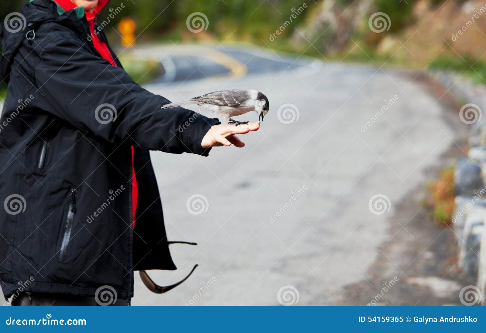 Bird in hands stock image. Image of brown, hand, nature - 54159365