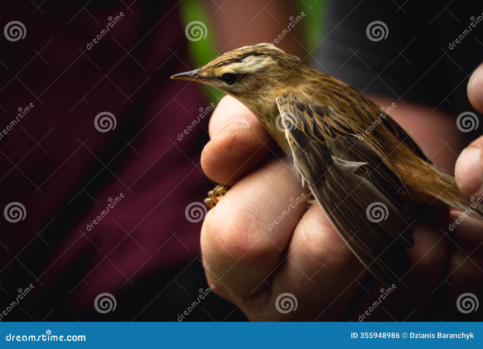 Birds in arms stock photo. Image of wildlife, bird, animal - 355948986
