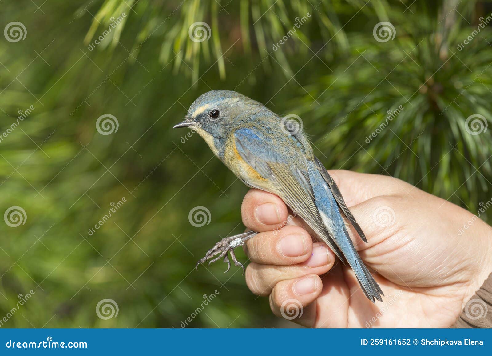 Bird in Hands of an Ornithologist Close Up Stock Photo - Image of ...