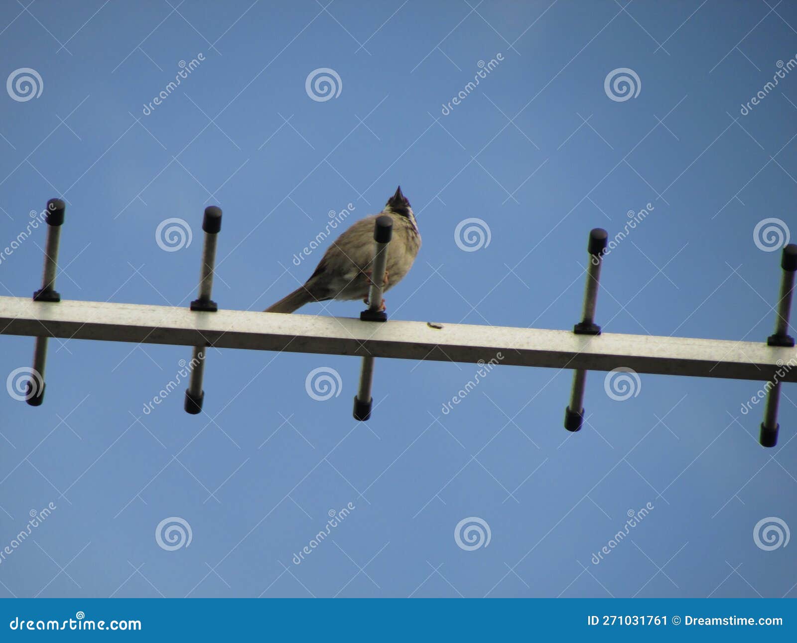 The Bird Has Landed and is Resting Stock Image - Image of sparrow, beak ...