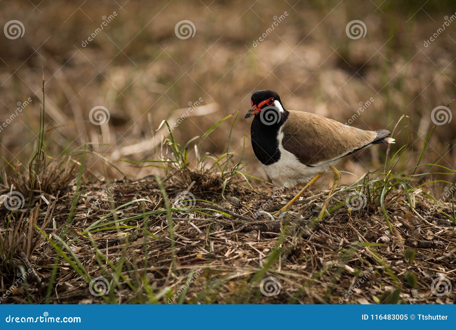 The Red-wattled Lapwing. stock image. Image of incubate - 116483005