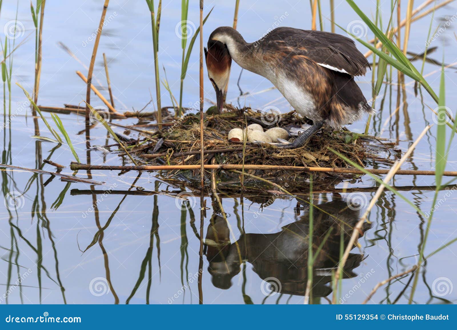 Bird hatching its eggs stock photo. Image of creation - 55129354