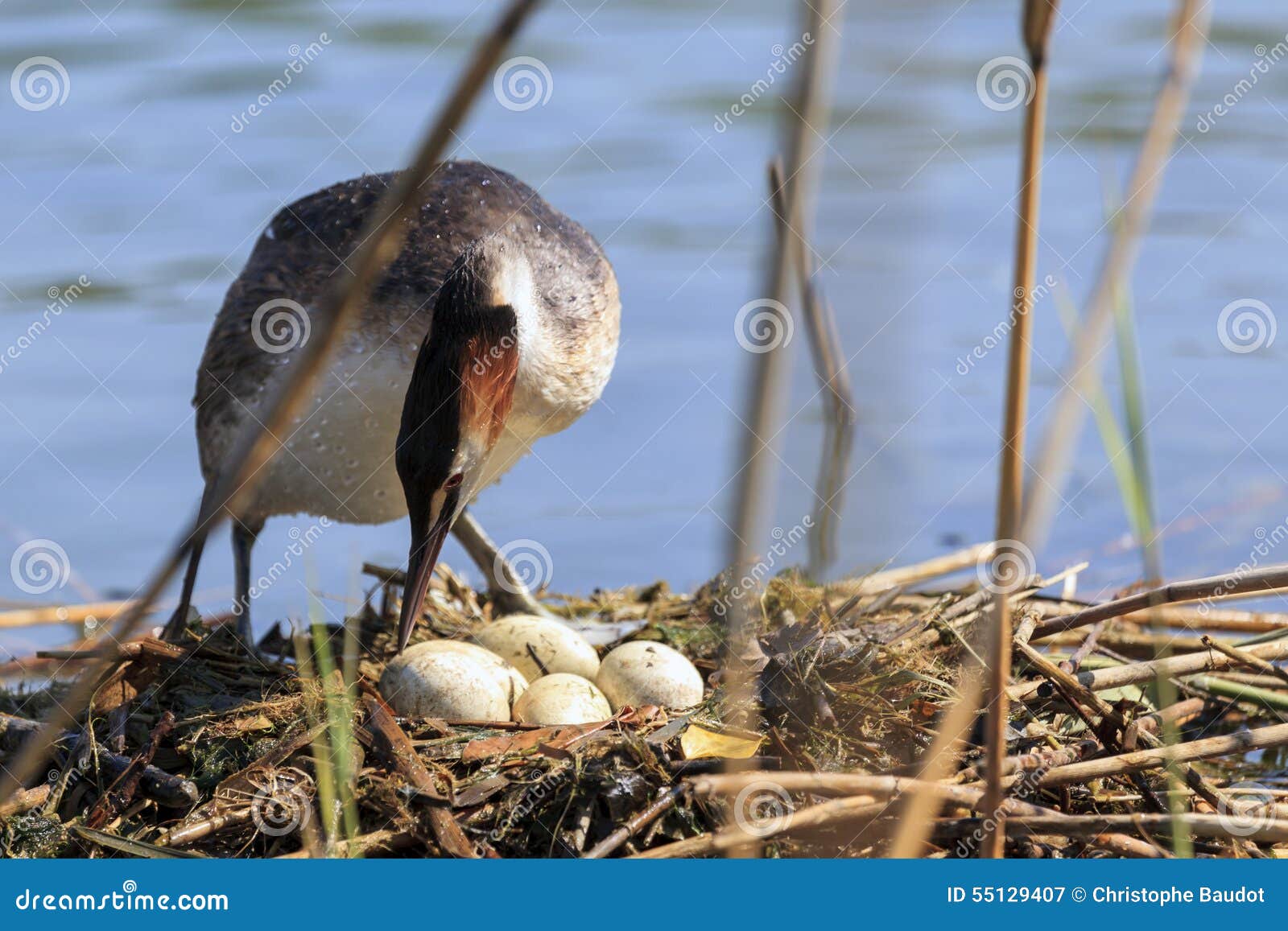 Bird hatching its eggs stock image. Image of birth, landscape - 55129407