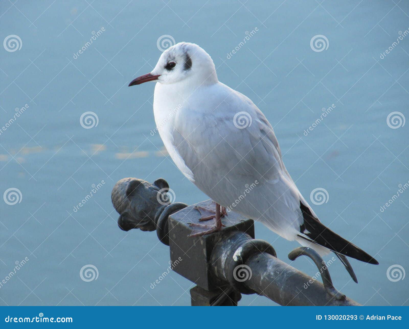 Bird having a break stock image. Image of cast, long - 130020293