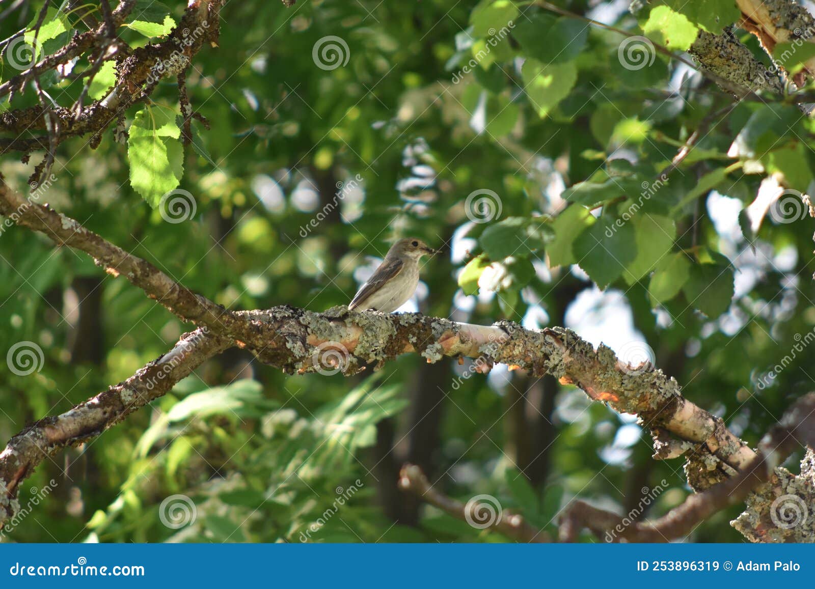 Bird Having Captured Insects Stock Image - Image of sweden ...