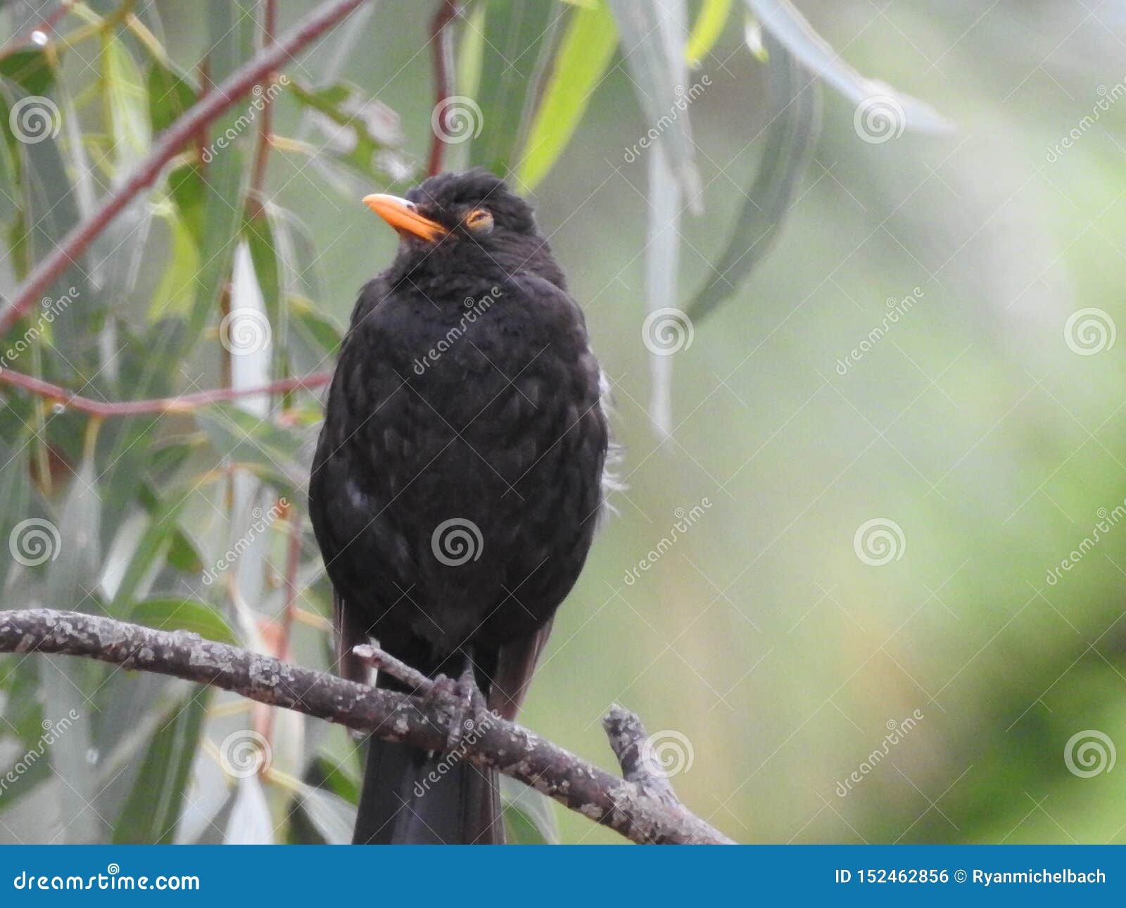 Bird Having a Rest on a Gumtree Stock Photo - Image of wildlife, taking ...