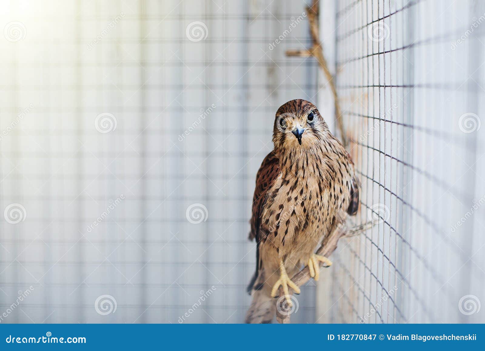 Bird Hawk in Cage on Sunny Day Stock Image - Image of cage, creature ...
