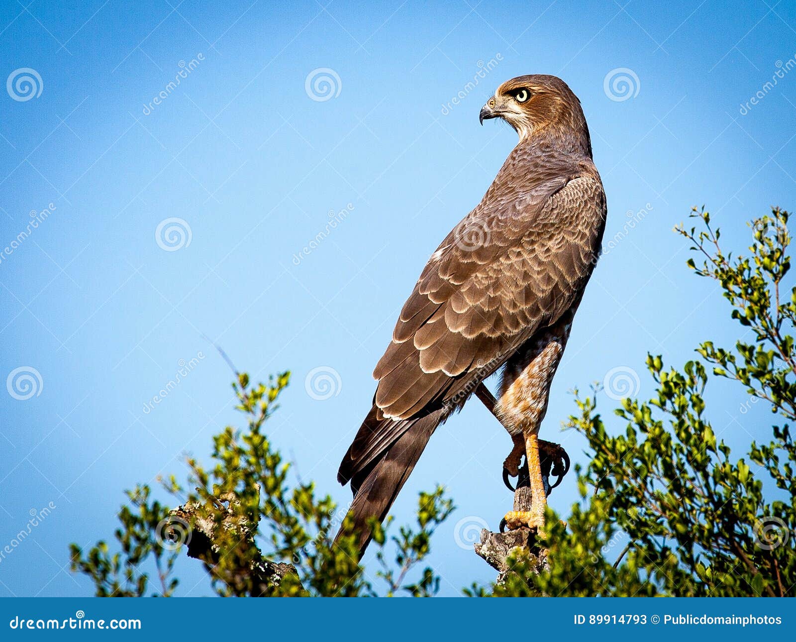 Bird, Hawk, Ecosystem, Beak Picture. Image: 89914793