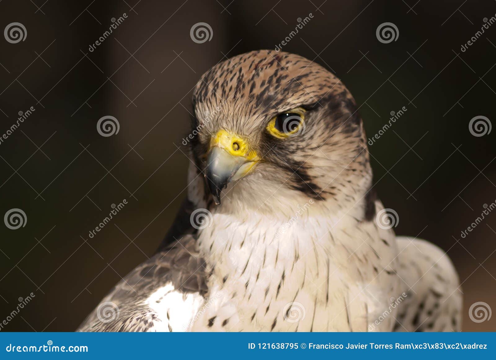 Bird Hawk Watching Its Prey Stock Image - Image of prey, symbols: 121638795