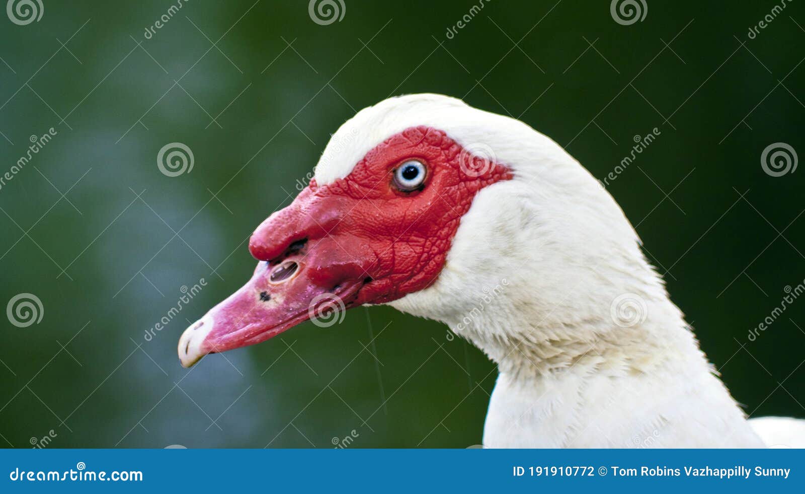Bird head shot stock photo. Image of bird, animal, blue - 191910772