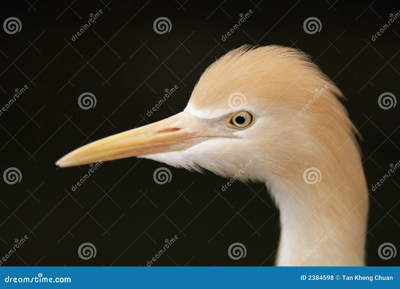 Bird head stock photo. Image of head, sharp, wildlife - 2384598
