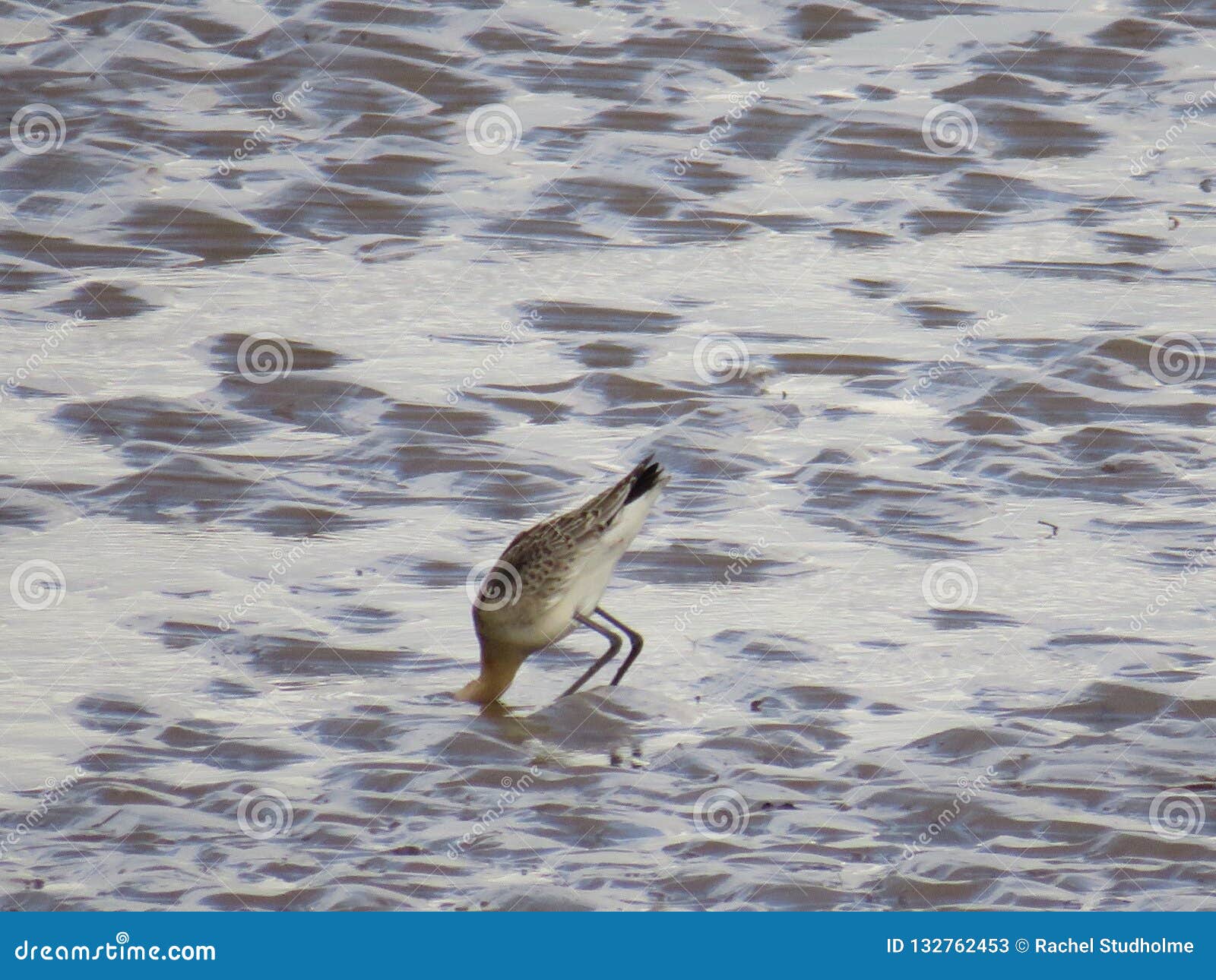 Bird stock image. Image of wildlife, animal, sand, outdoors - 132762453
