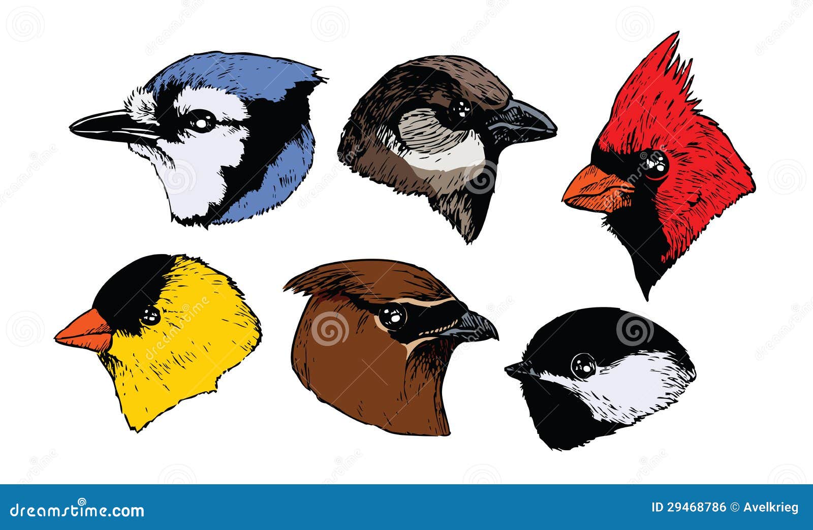 Bird Heads stock vector. Illustration of fauna, house - 29468786