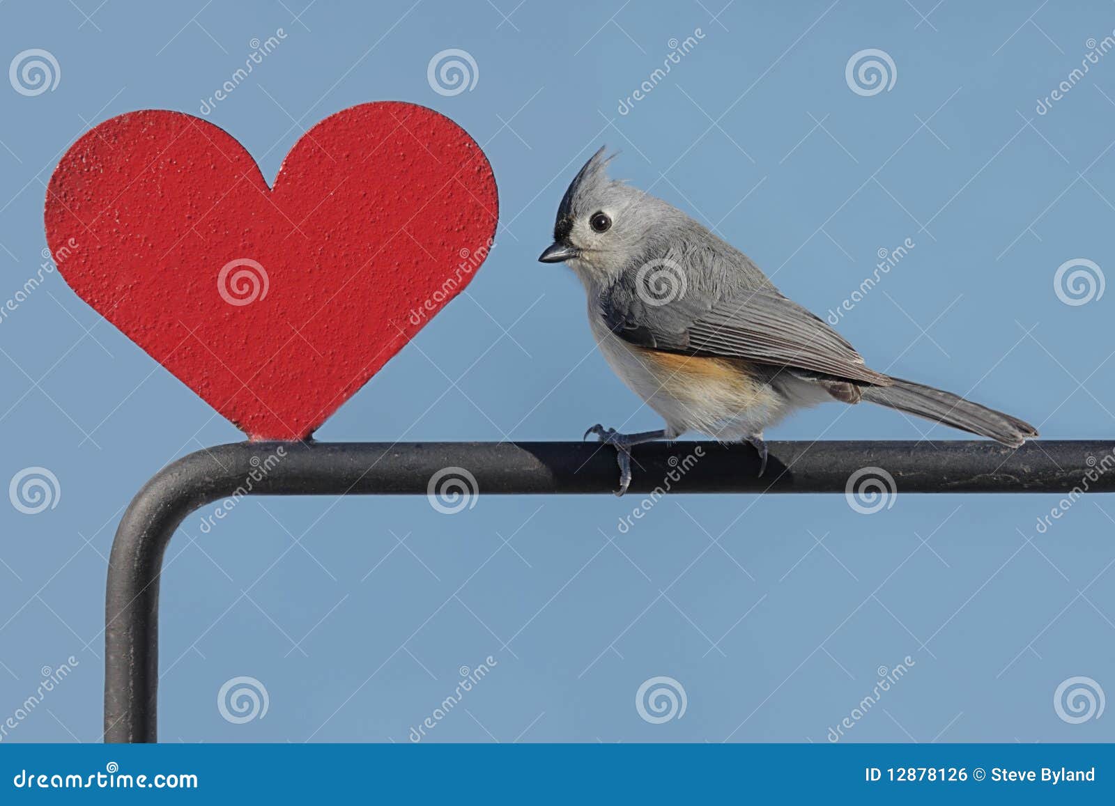Bird with Heart stock photo. Image of bird, heart, songbird - 12878126