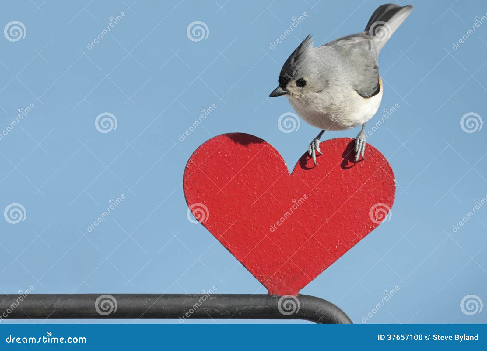 Bird with Heart stock photo. Image of titmouse, valentine - 37657100