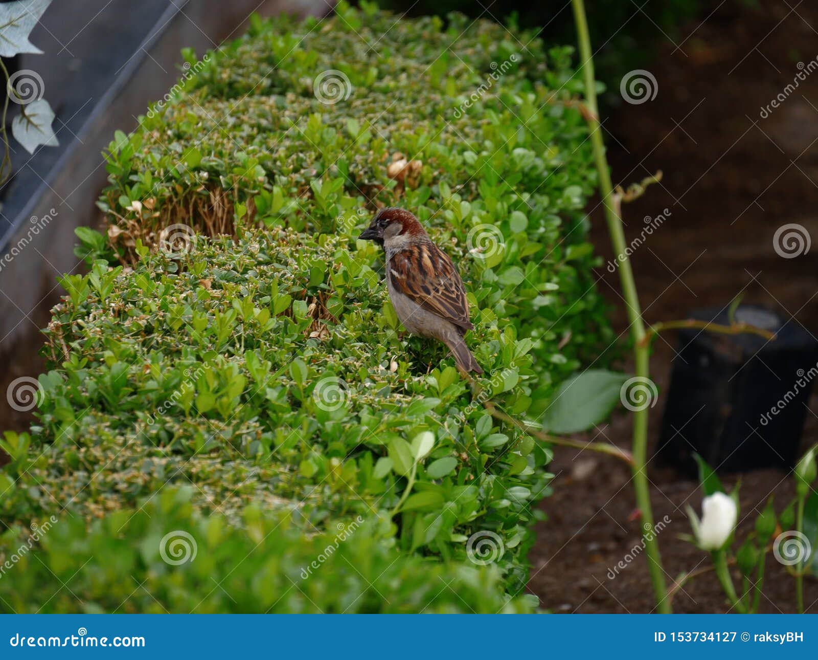 Bird in hedges stock image. Image of outdoor, environment - 153734127
