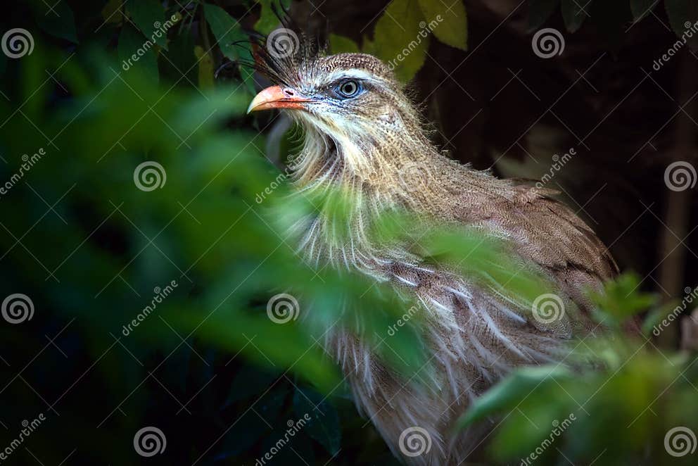 Bird hidden in a leaf stock photo. Image of hidden, bird - 222731012