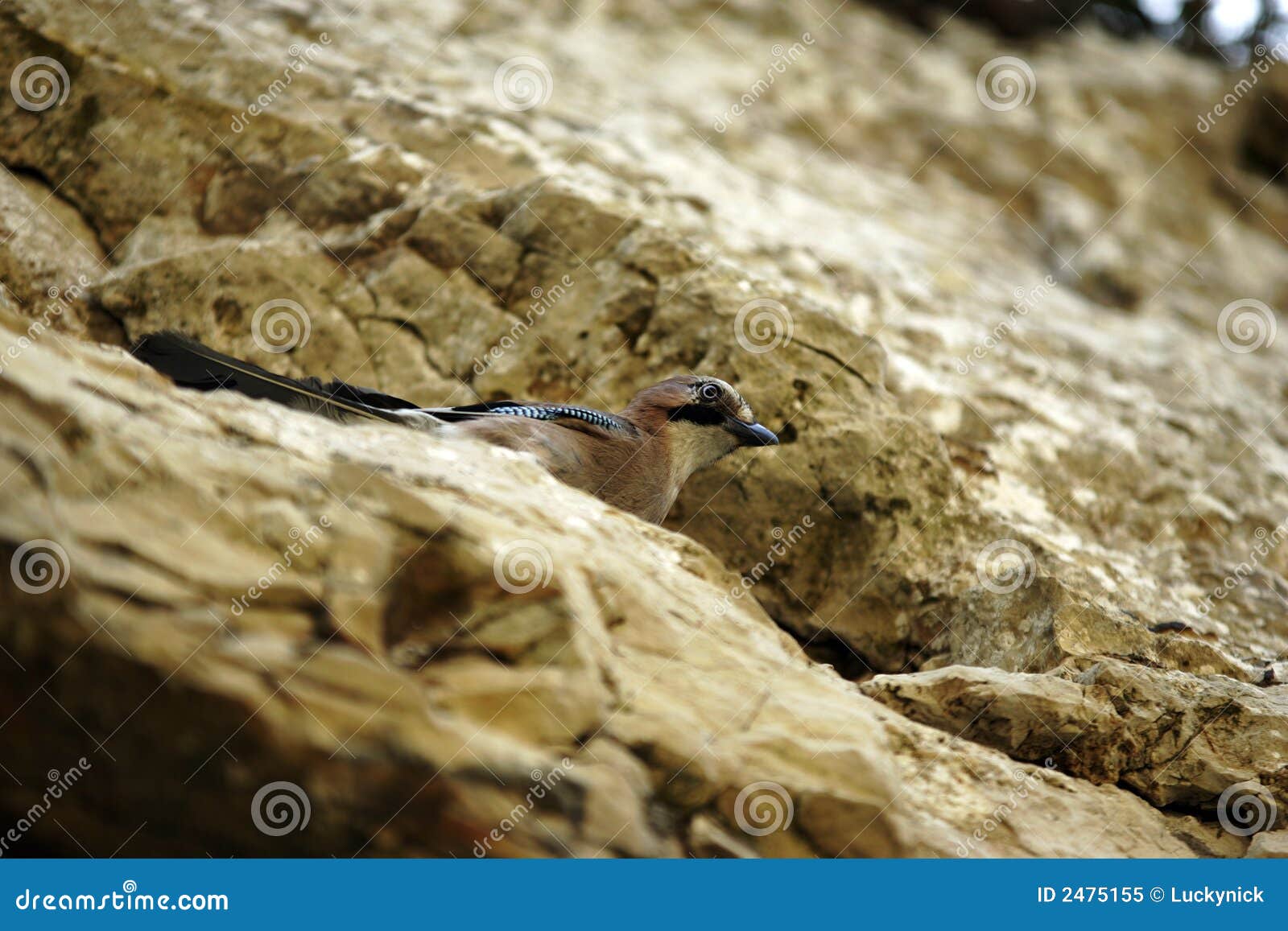 Bird hiding in rocks stock image. Image of camouflaged - 2475155