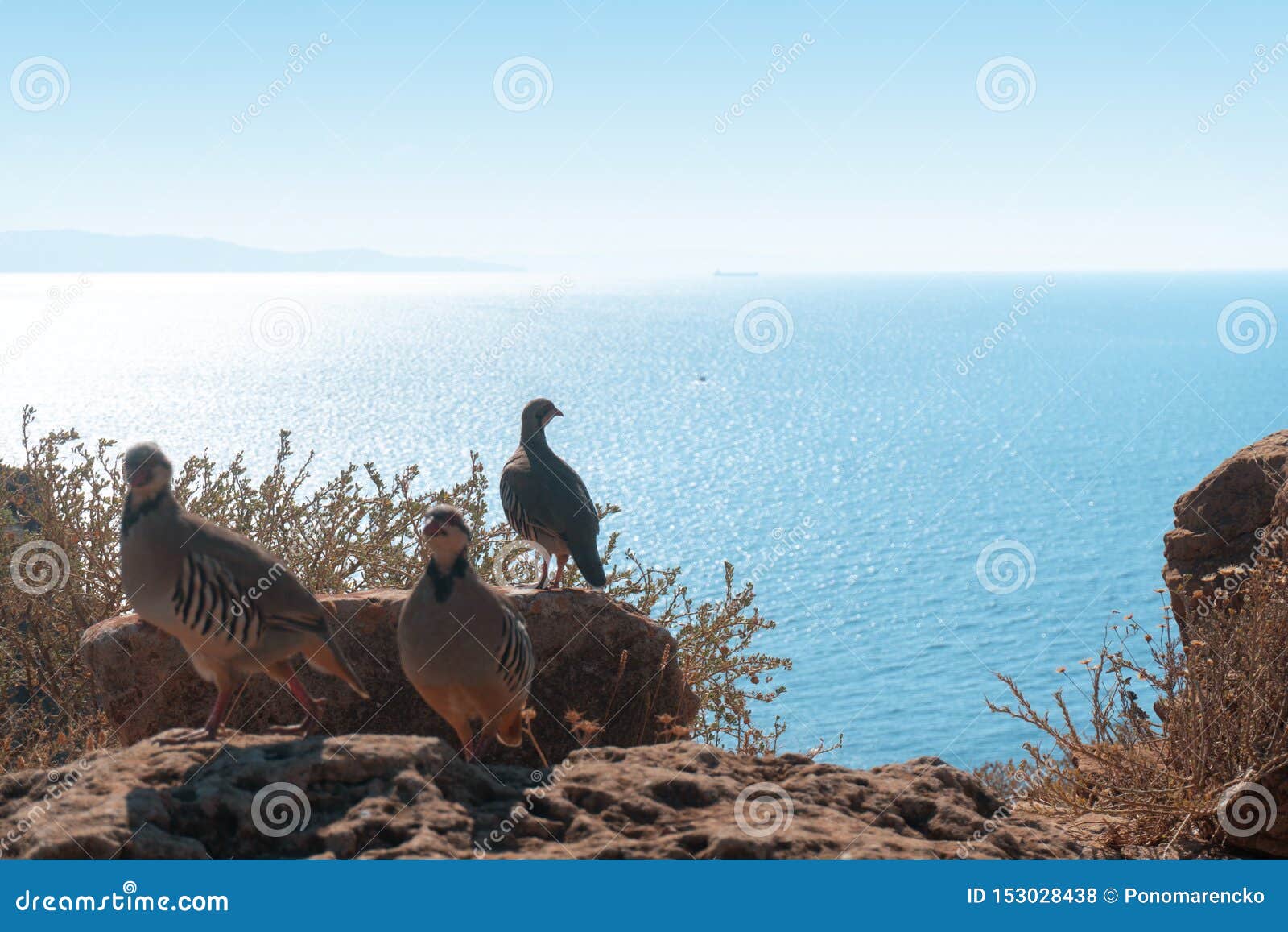 Bird at the High Cliff about the Sea Stock Photo - Image of england ...
