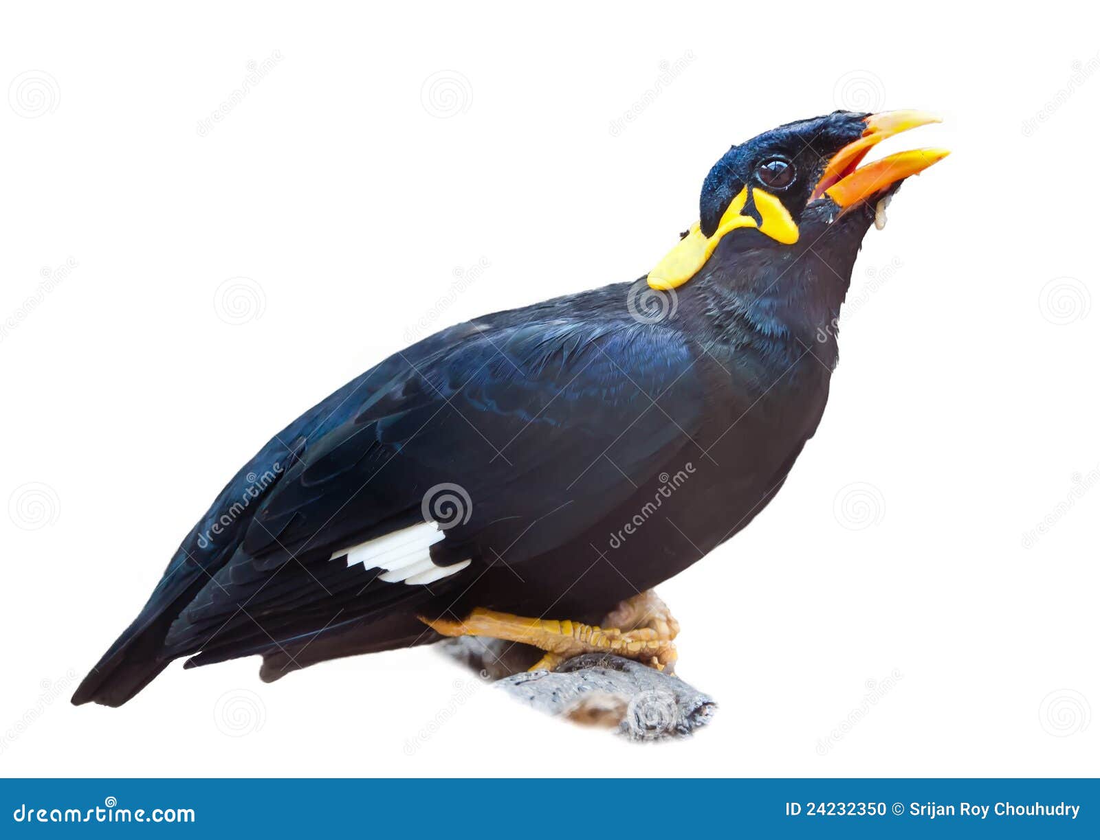 Bird, Hill Myna,Perched,isolated,White Background Stock Photo - Image ...