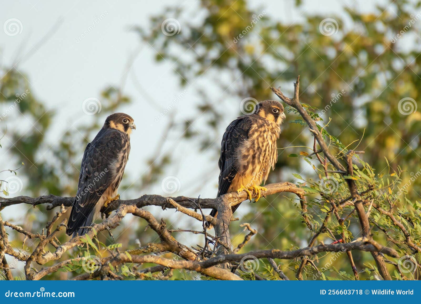 Bird Hobby Falco Subbuteo. in the Wild Stock Photo - Image of slim ...