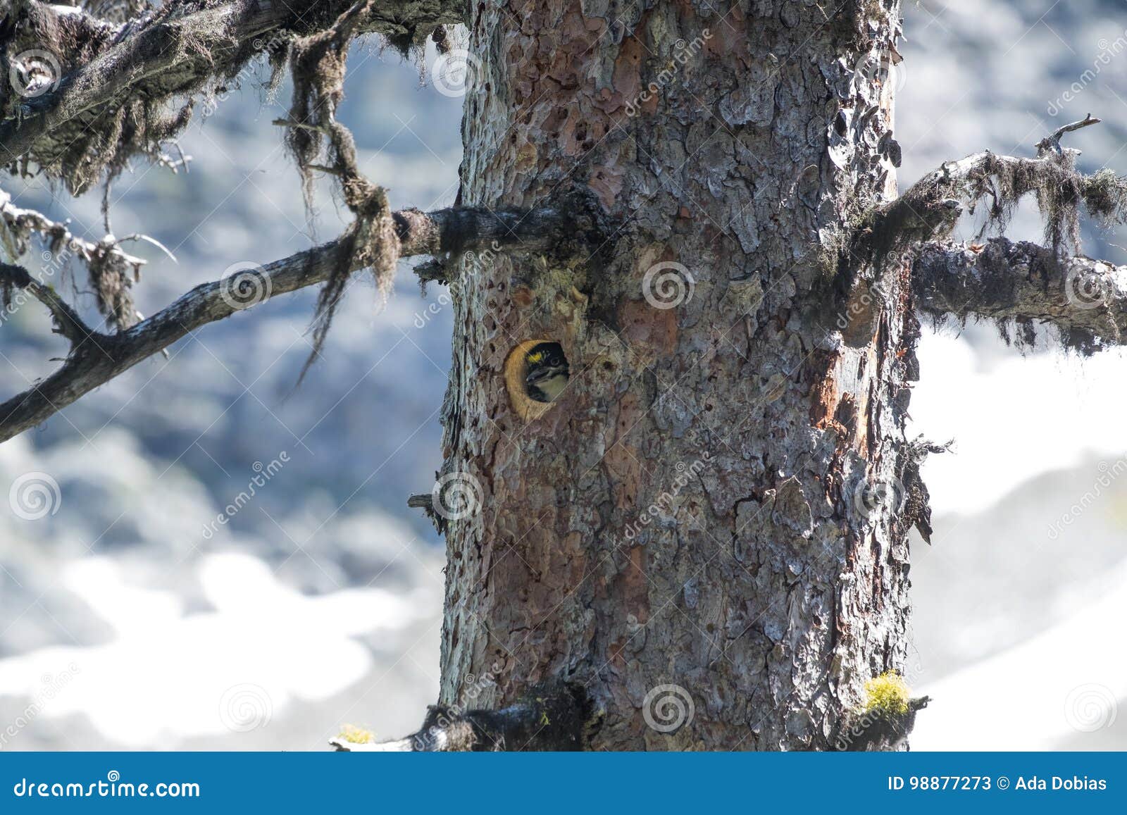 Bird in a hole stock image. Image of tree, fauna, beautiful - 98877273