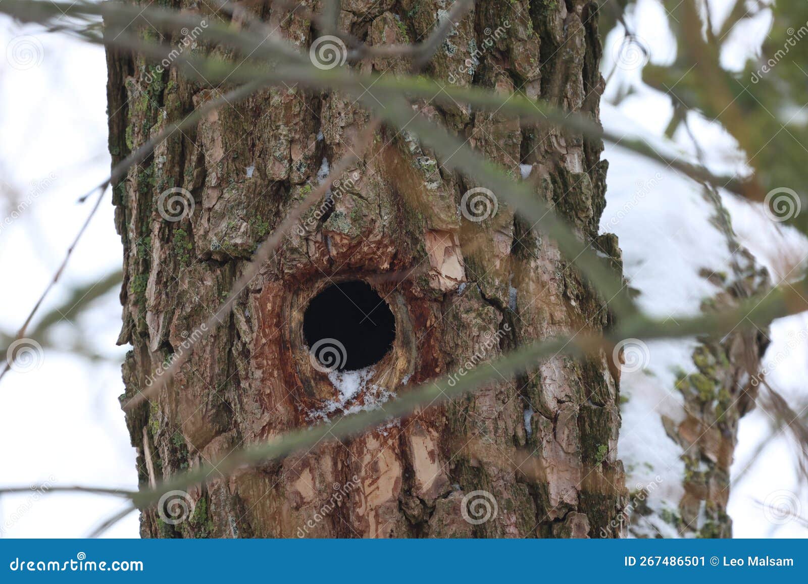 Bird hole in a tree trunk stock image. Image of nest - 267486501
