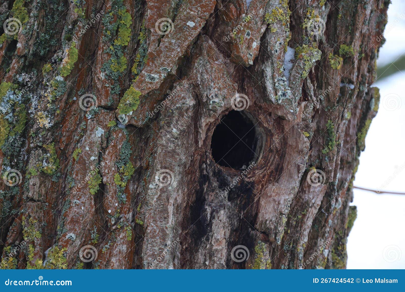 Bird hole in a tree trunk stock photo. Image of animal - 267424542