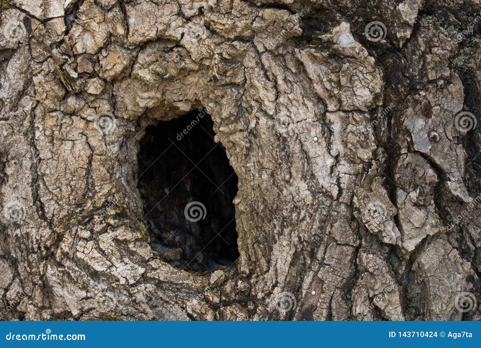Bird Hollow in Old Poplar Tree Macro Stock Photo - Image of detail ...