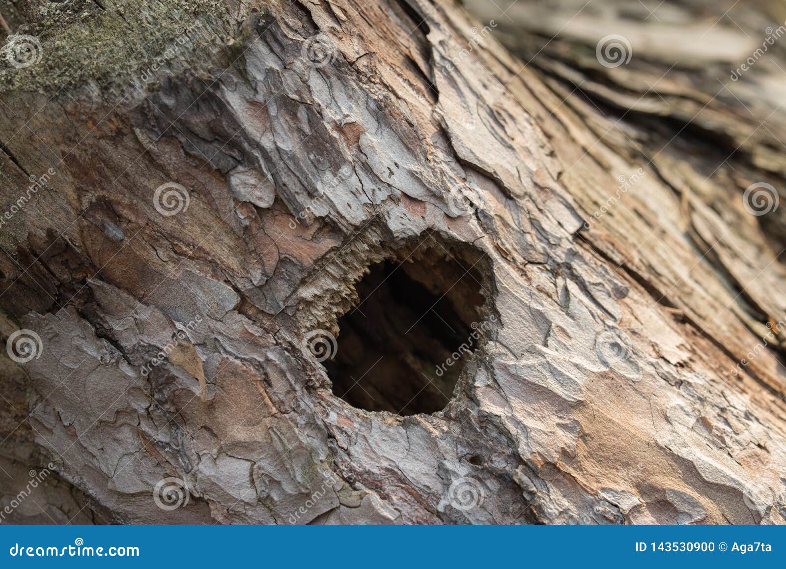 Bird hollow in old tree stock photo. Image of circle - 143530900