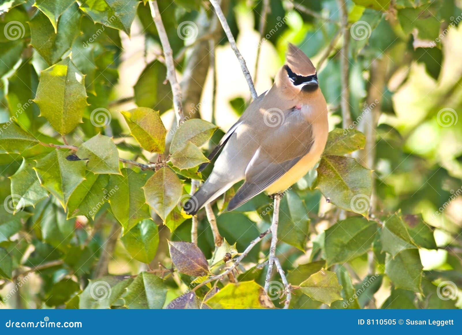 Bird in a Holly Tree stock image. Image of birdwatching - 8110505