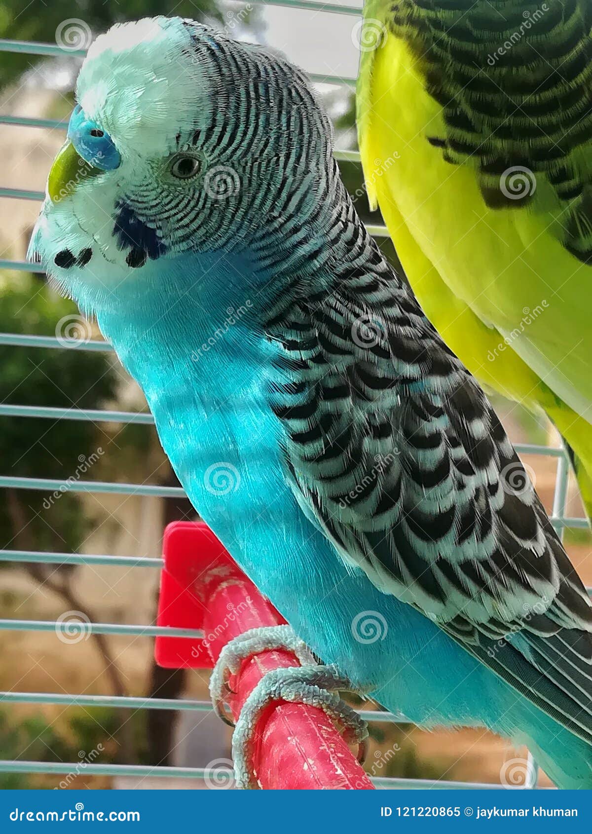 Beautiful bird.a parrot . stock image. Image of parrot - 121220865