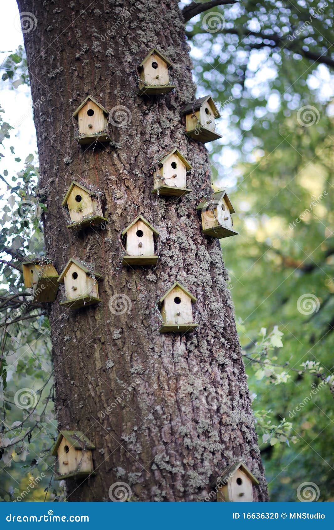 Bird homes stock photo. Image of bird, overstock, compartment - 16636320