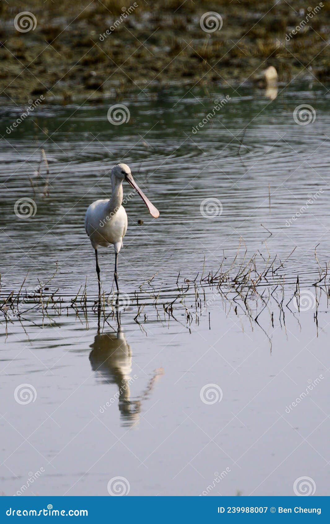 Bird Hong Kong stock image. Image of wetland, animal - 239988007