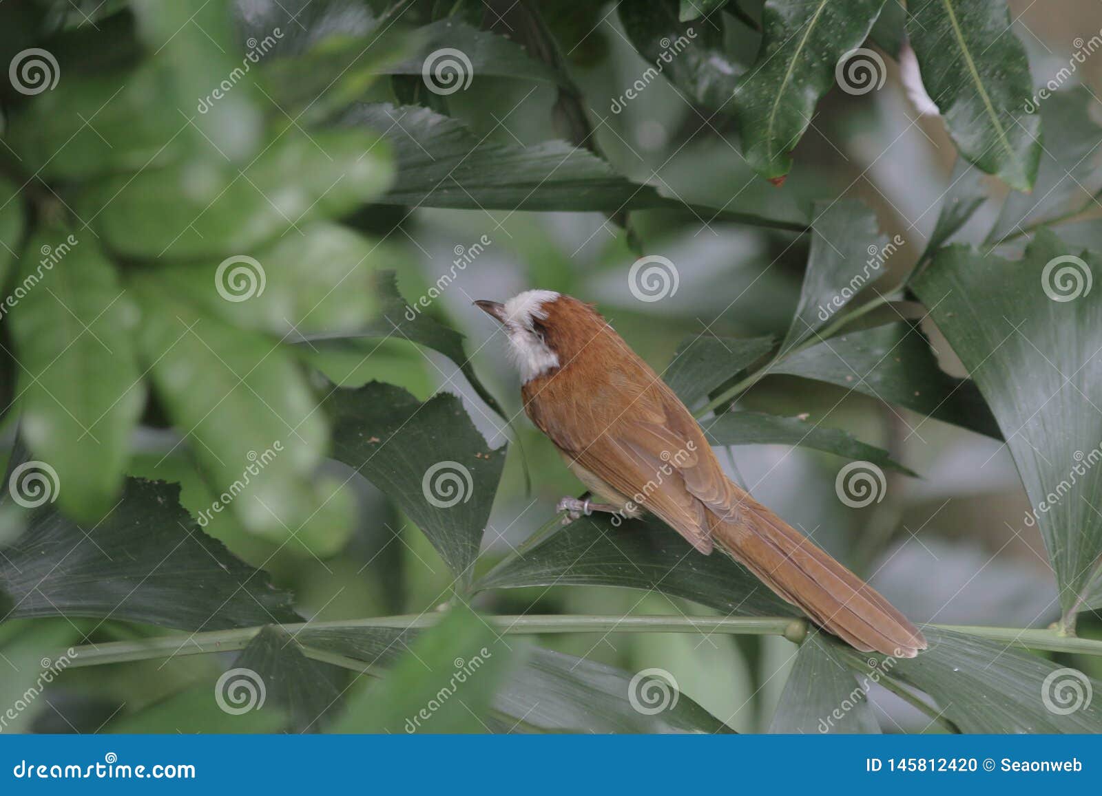 The Bird at the Hong Kong Park Stock Photo - Image of hong, european ...