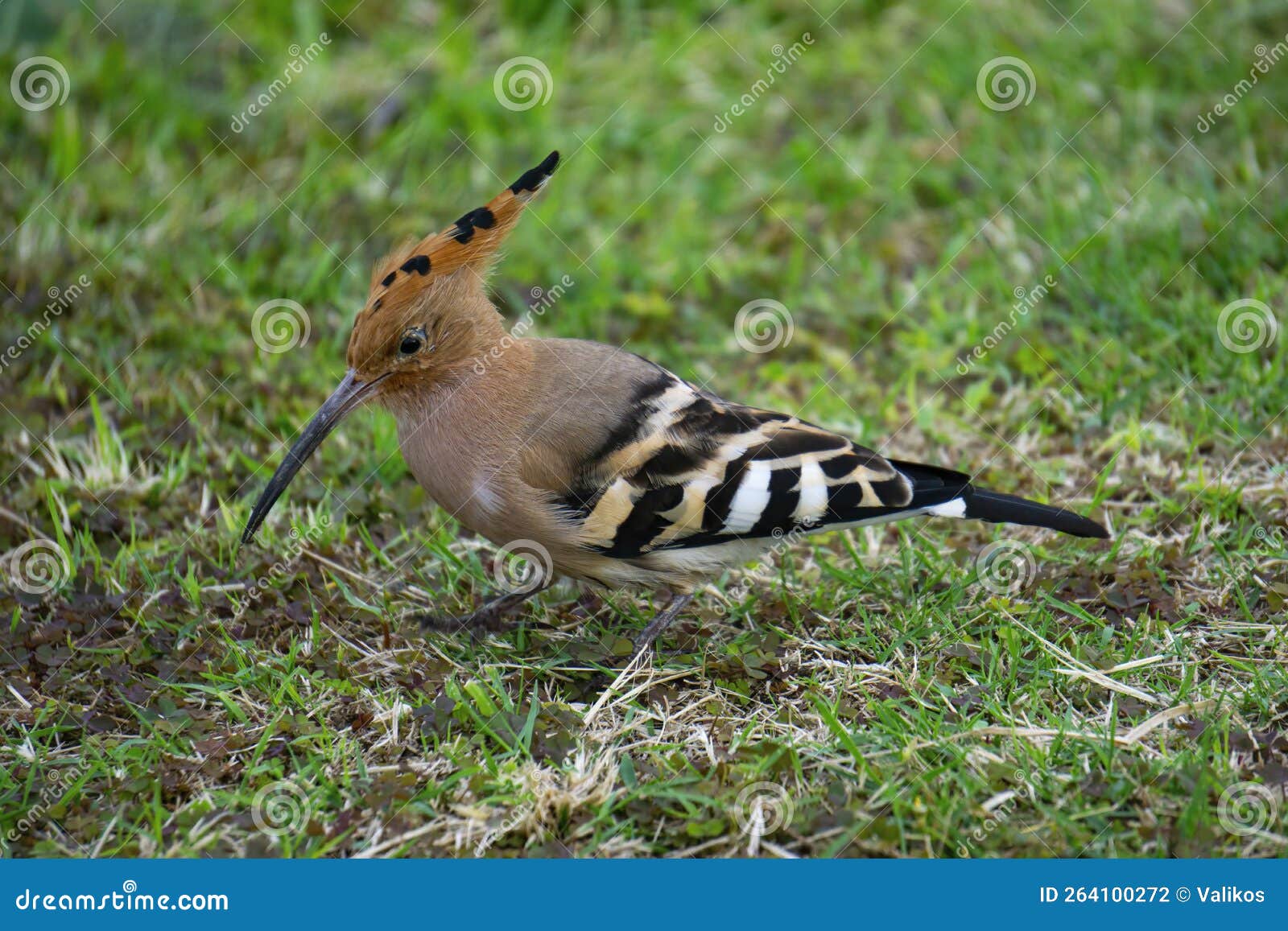 A bird hoopoe on the grass stock photo. Image of animal - 264100272