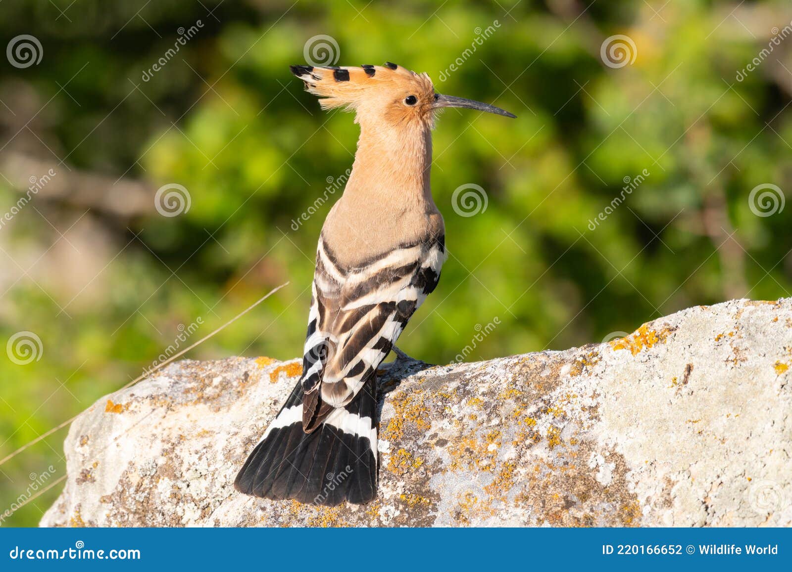 Bird Hoopoe Upupa Epops, in the Wild Stock Photo - Image of beak ...