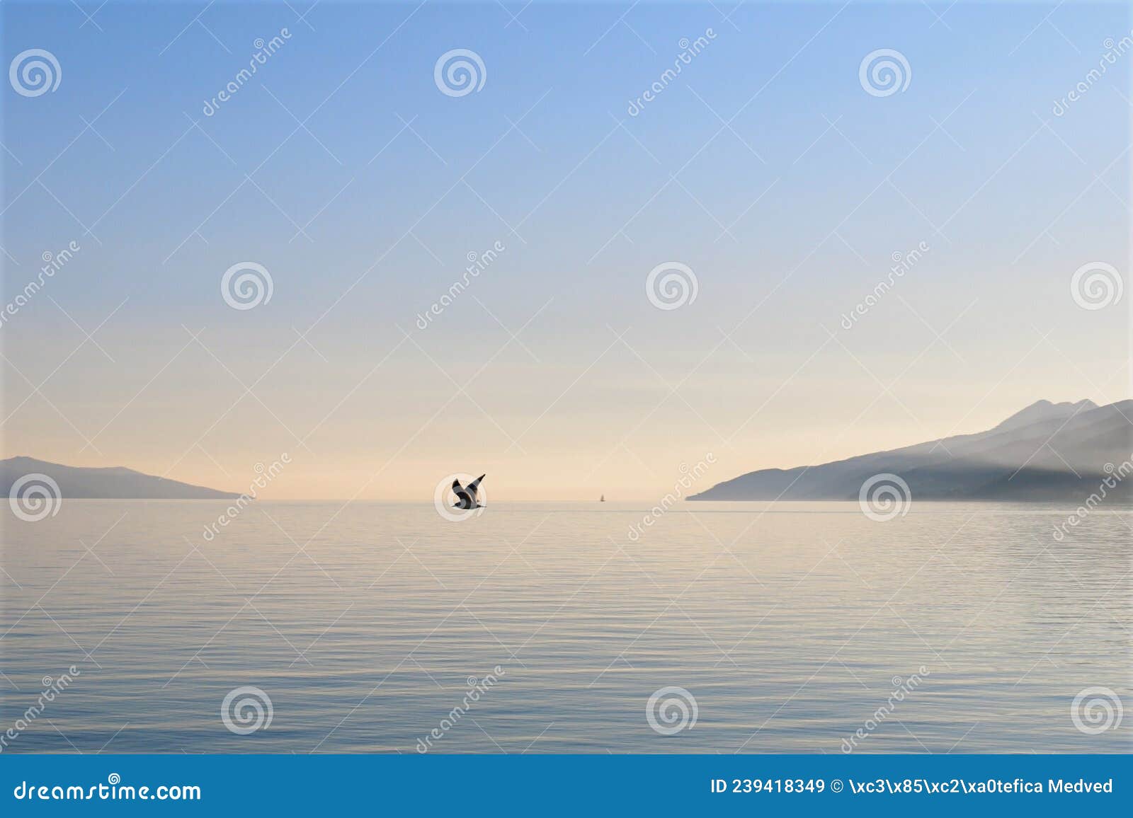 Bird on the horizon stock image. Image of sunset, reflection - 239418349