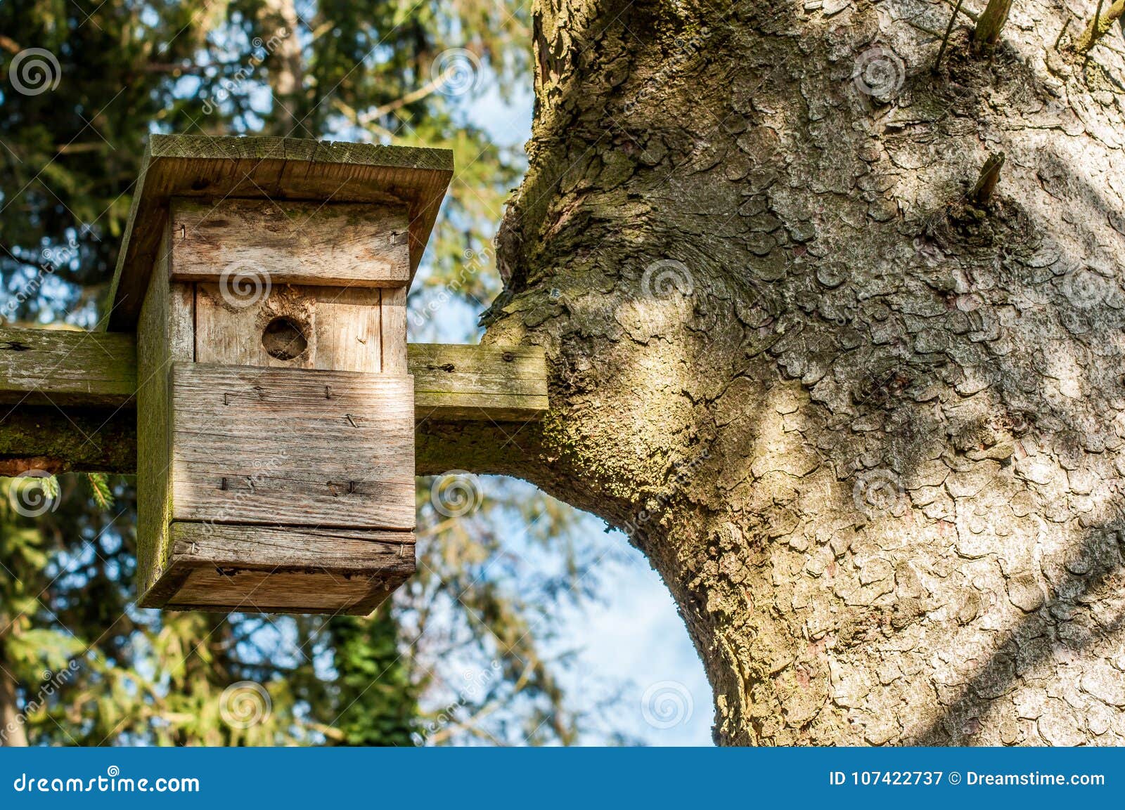 Bird House on the Branch of a Tree Stock Image - Image of bird, woods ...