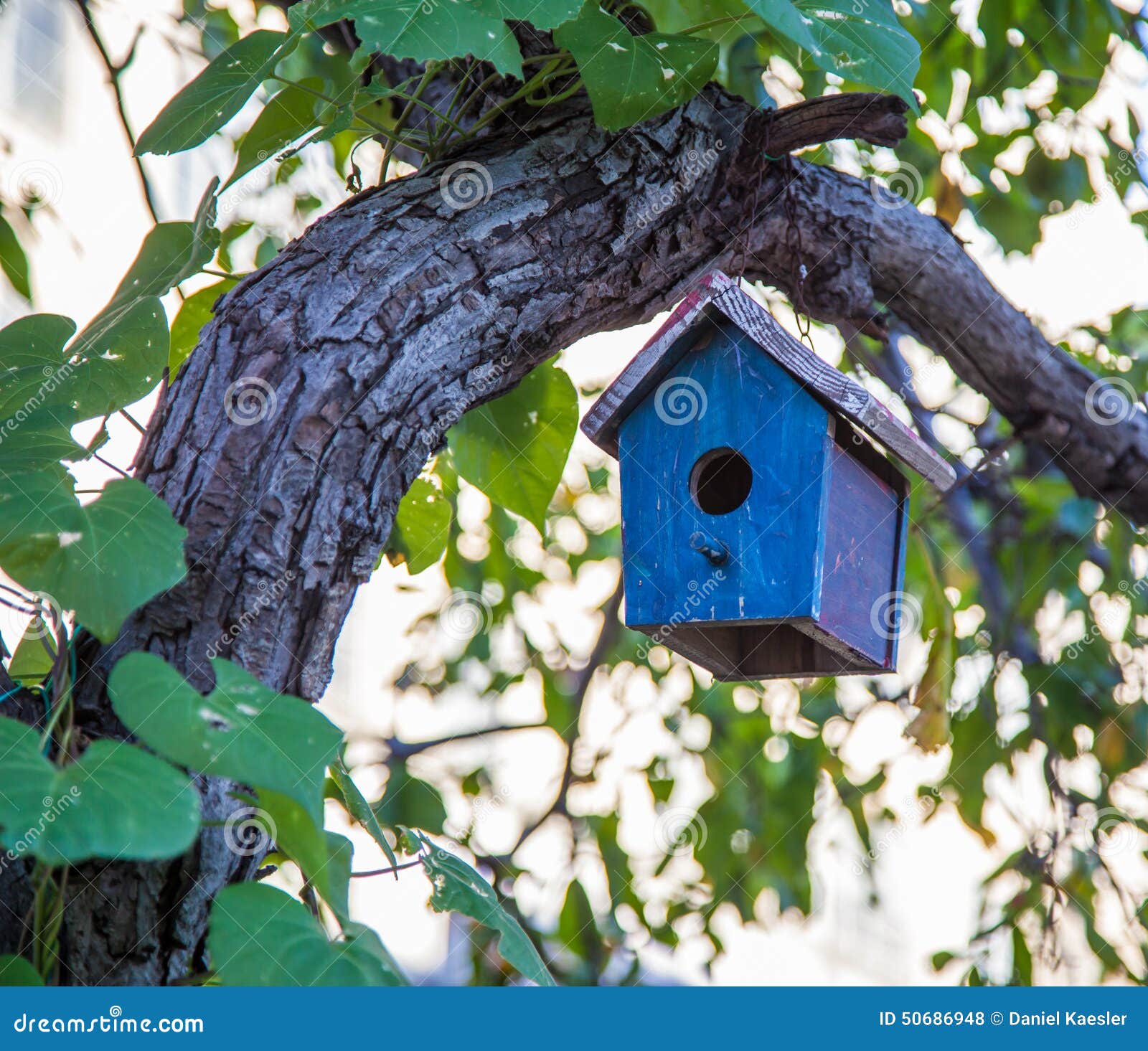 Bird house stock photo. Image of birds, springtime, migrating - 50686948