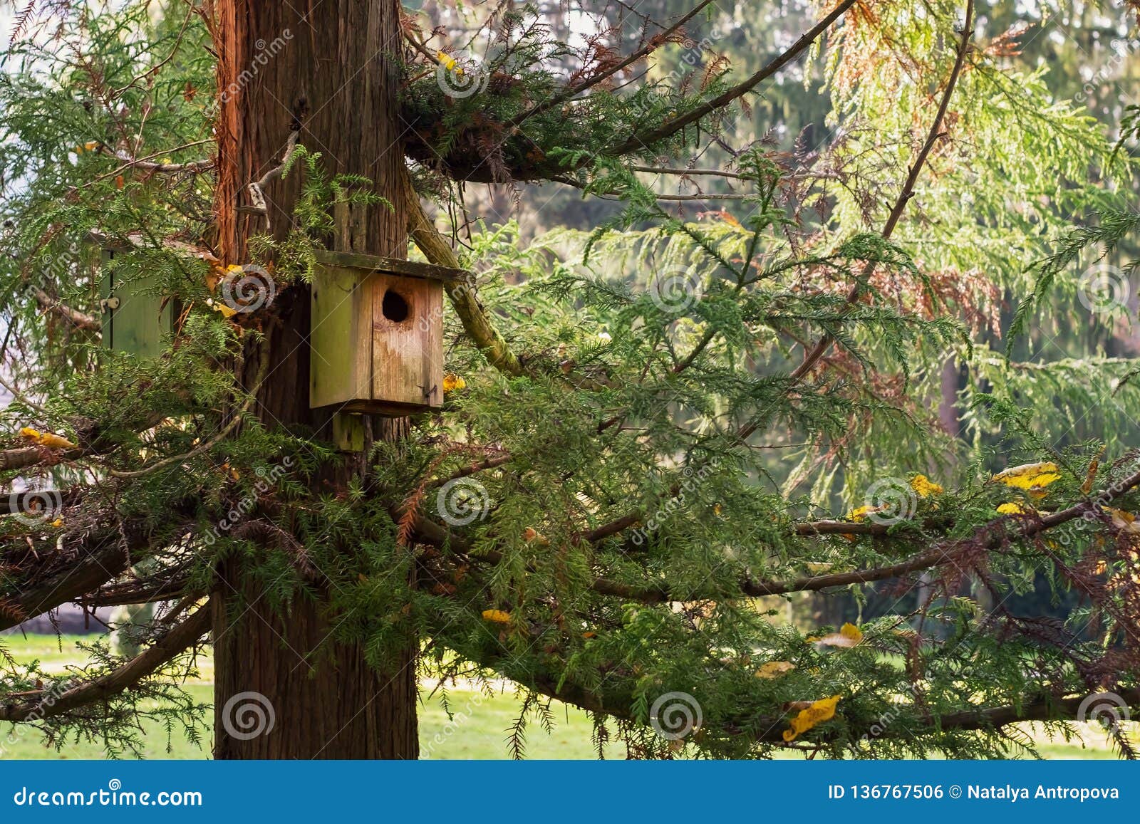 Bird House on a Huge Old Pine Tree Stock Photo - Image of tree, wooden ...