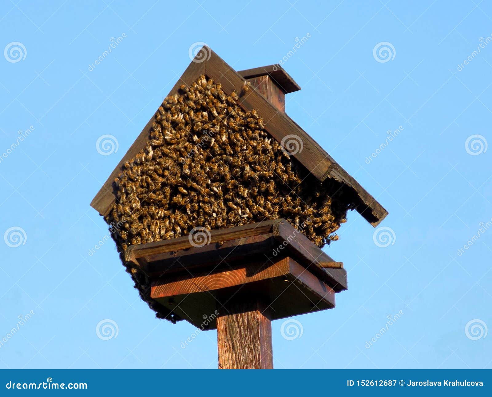 The Bird House Occupied by Huge Bee Hive Stock Image - Image of nature ...