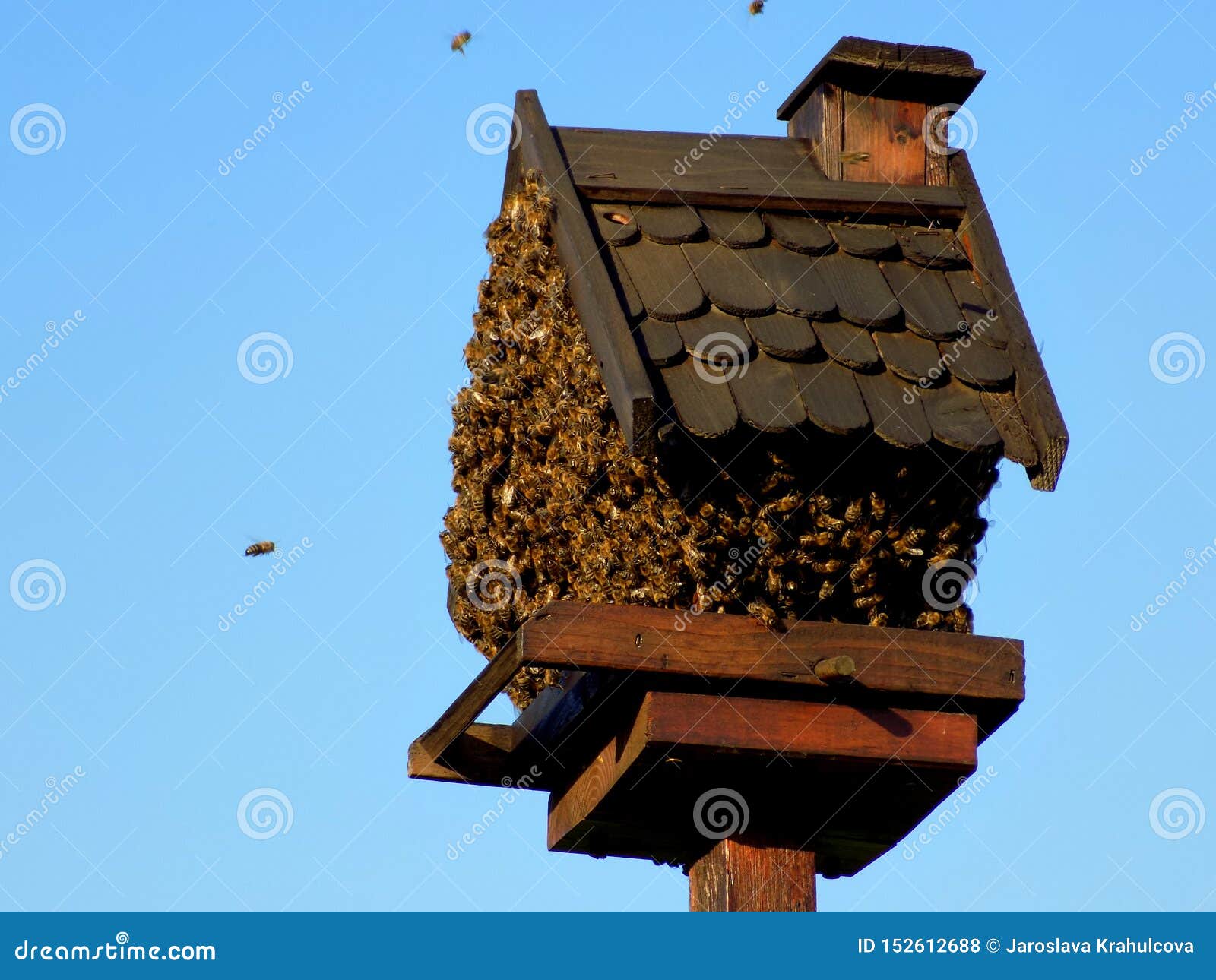 The Bird House Occupied by Huge Bee Hive Stock Photo - Image of ...