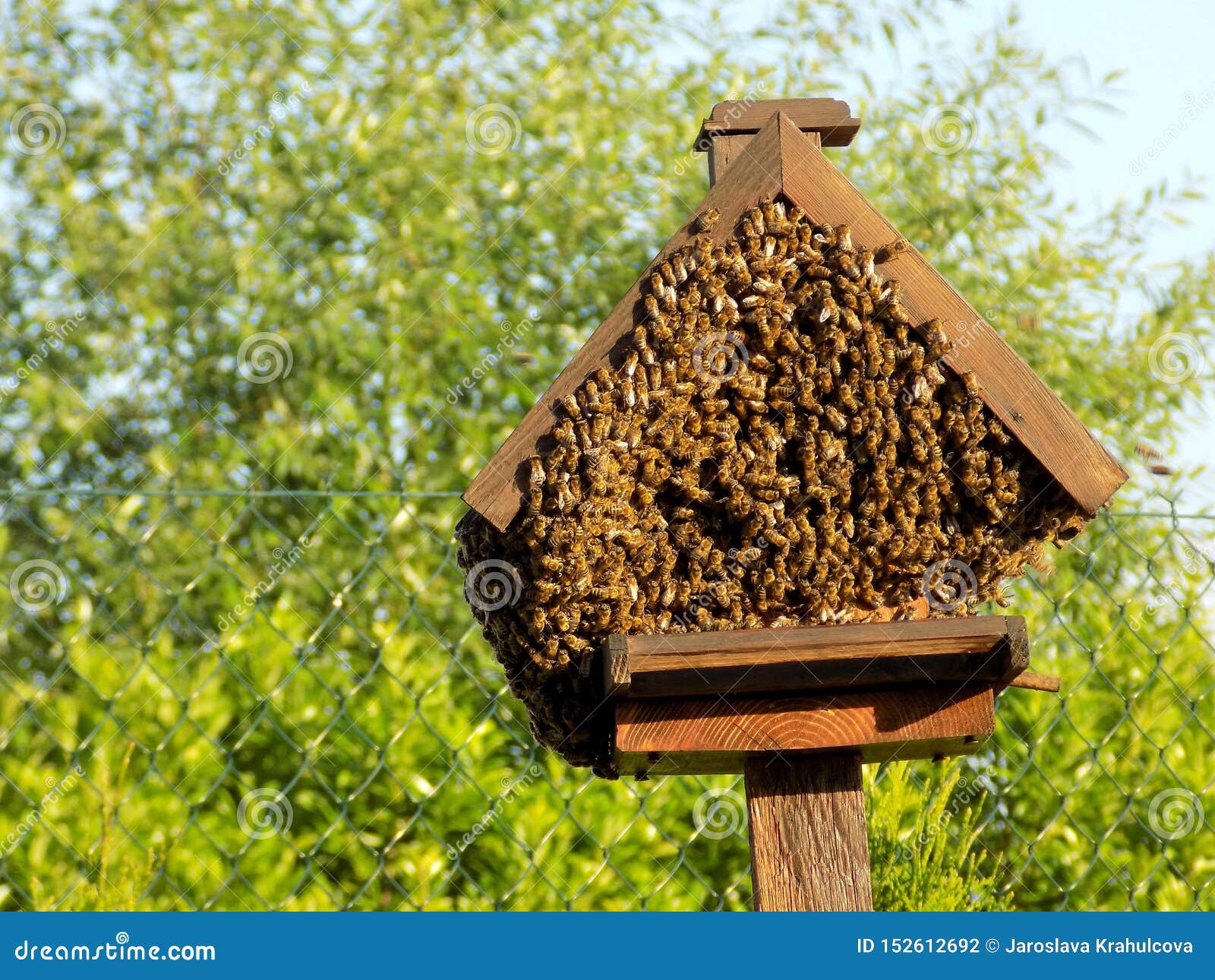 The Bird House Occupied by Huge Bee Hive Stock Photo - Image of honey ...