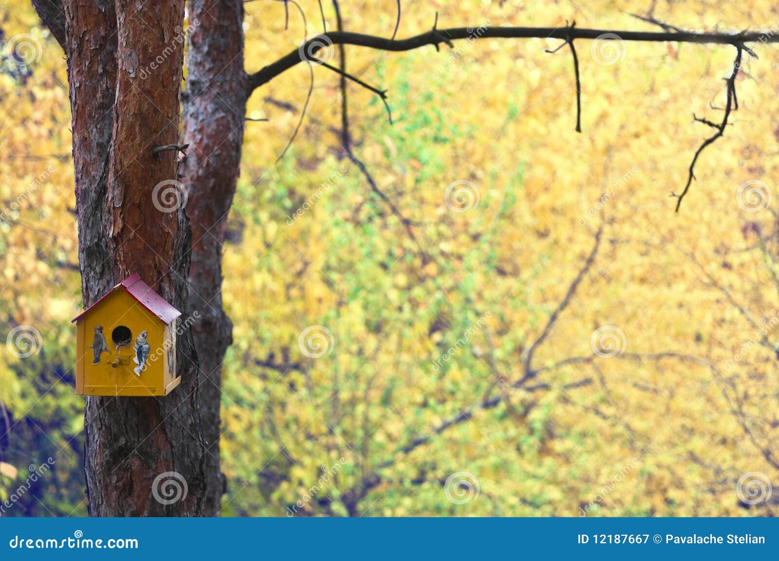 Bird house on tree stock image. Image of wooden, autumn - 12187667