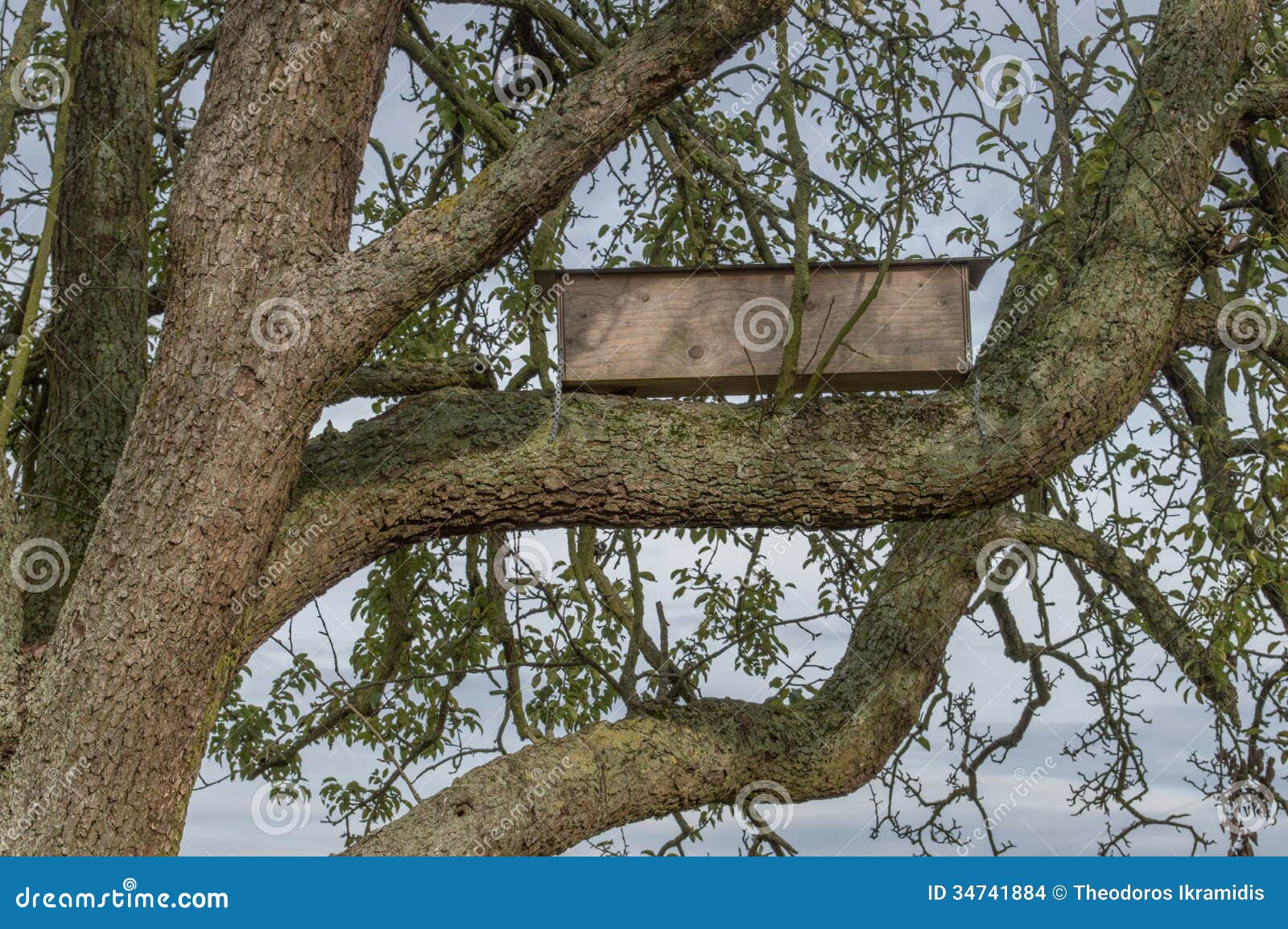 Bird house on the tree stock photo. Image of sunrise - 34741884