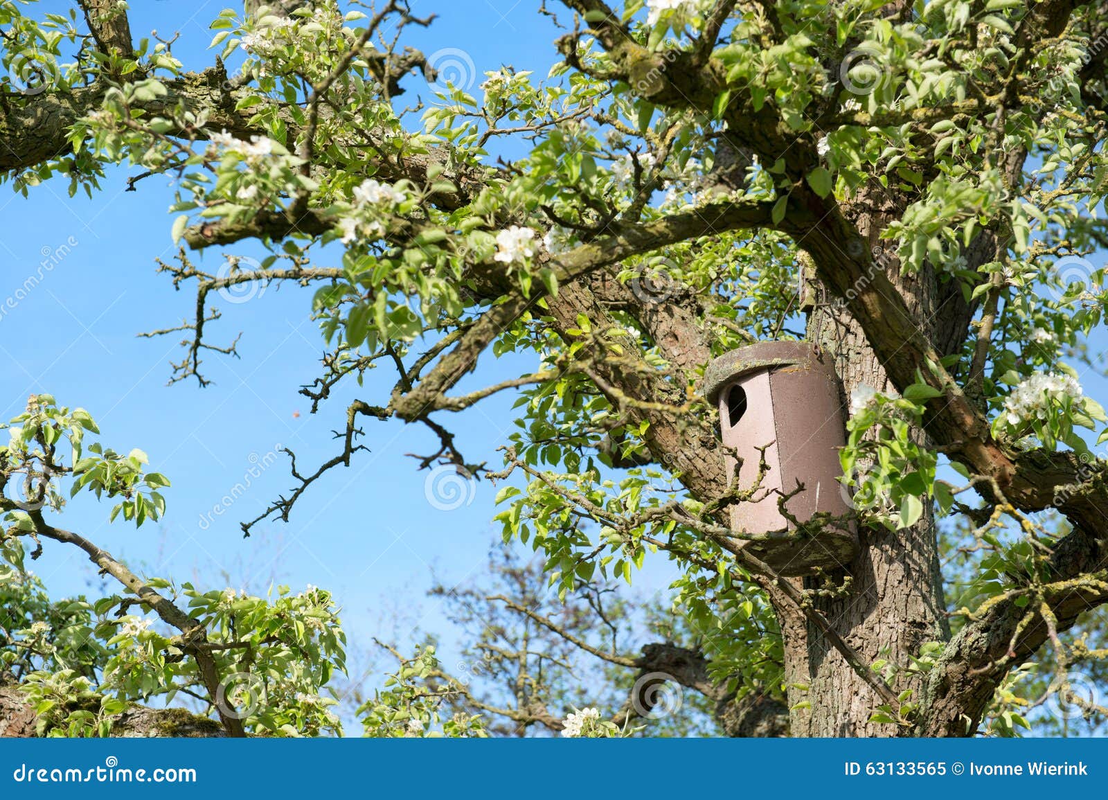 Bird house in tree stock image. Image of nature, nest - 63133565