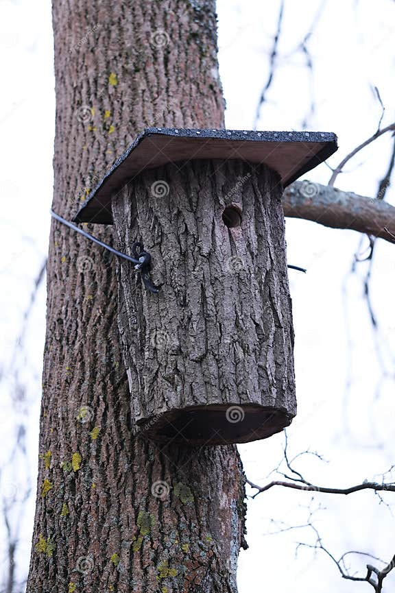 Bird House stock image. Image of trunk, roof, bird, season - 360580343