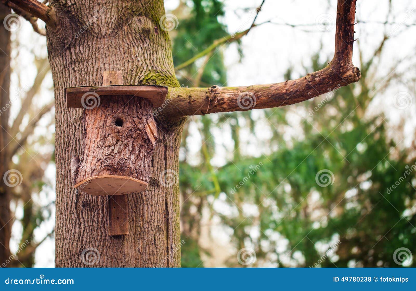 Bird house, tree trunk stock photo. Image of bird, branch - 49780238
