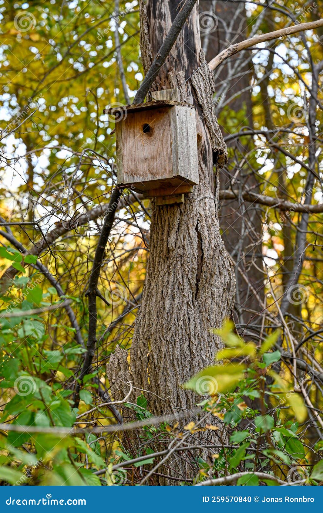 Bird House on Tree Trunk in Forest Stock Photo - Image of birdhouse ...
